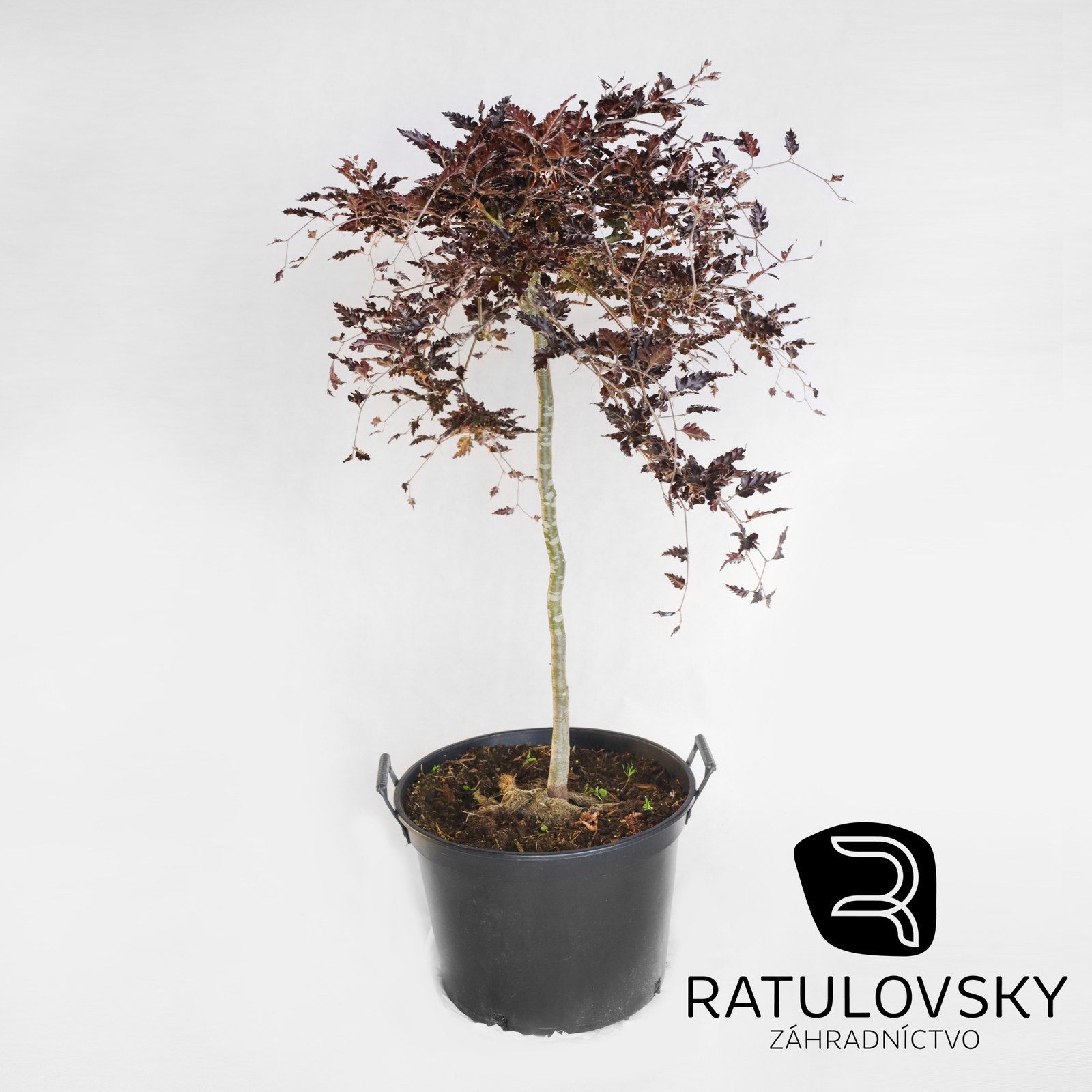 Buk lesný ´Rohan red weeping´ - Záhradníctvo Ratulovský